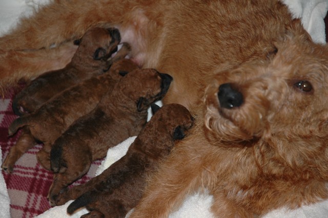 Clover pups 2006