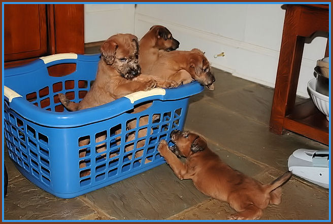 Clover pups 2006